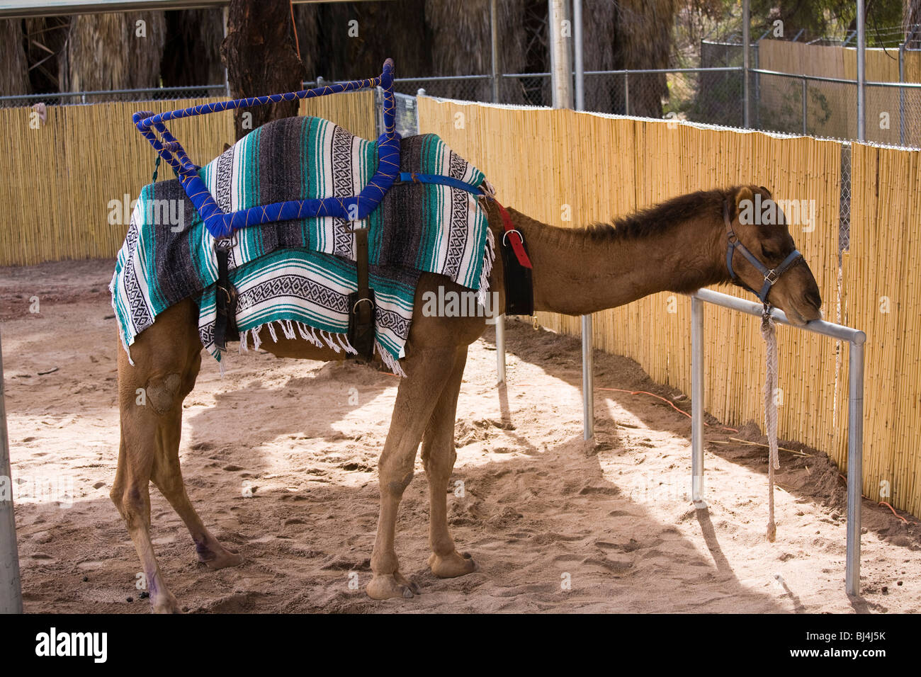Riding camel, Camelus dromedarius, with bridle and saddle Stock Photo ...