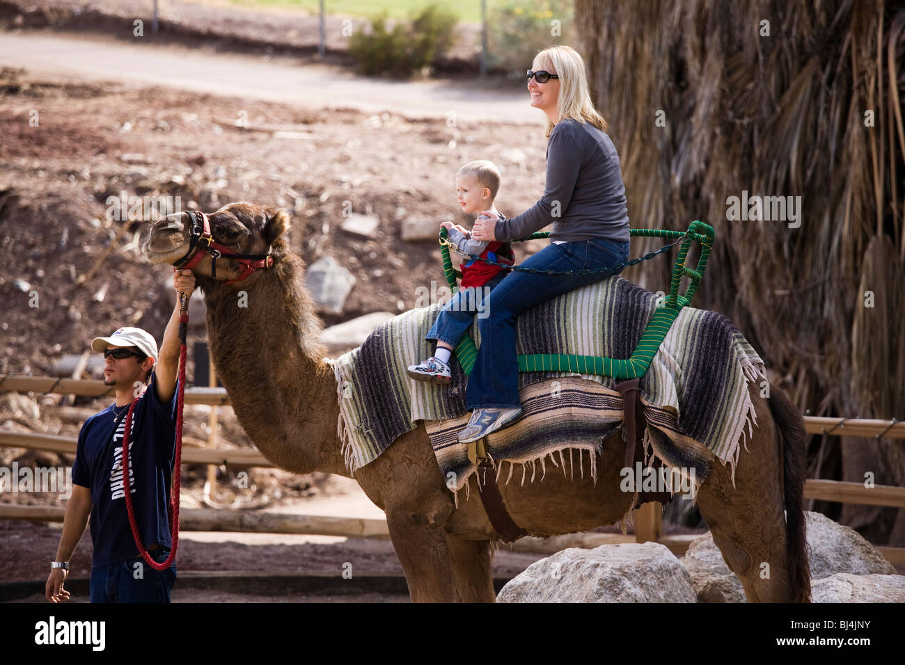 People enjoying camel, Camelus dromedarius, ride at Phoenix Zoo ...