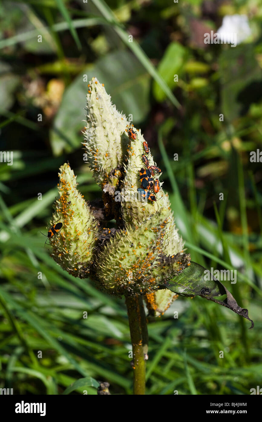 Oncopeltus fasciatus Bugs insect with nymphs on a Milkweed plant pod in ...