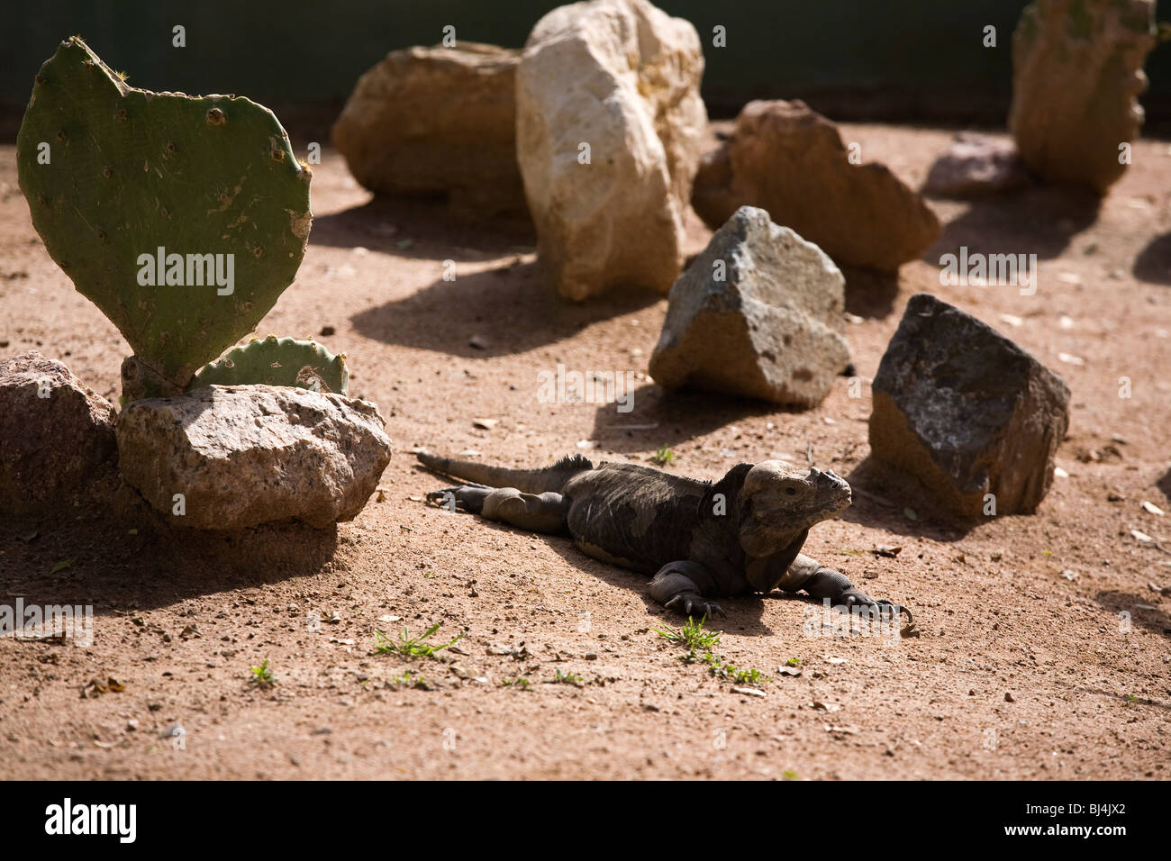 Monitor lizard, Varanus bengalensis, zoo setting Stock Photo - Alamy