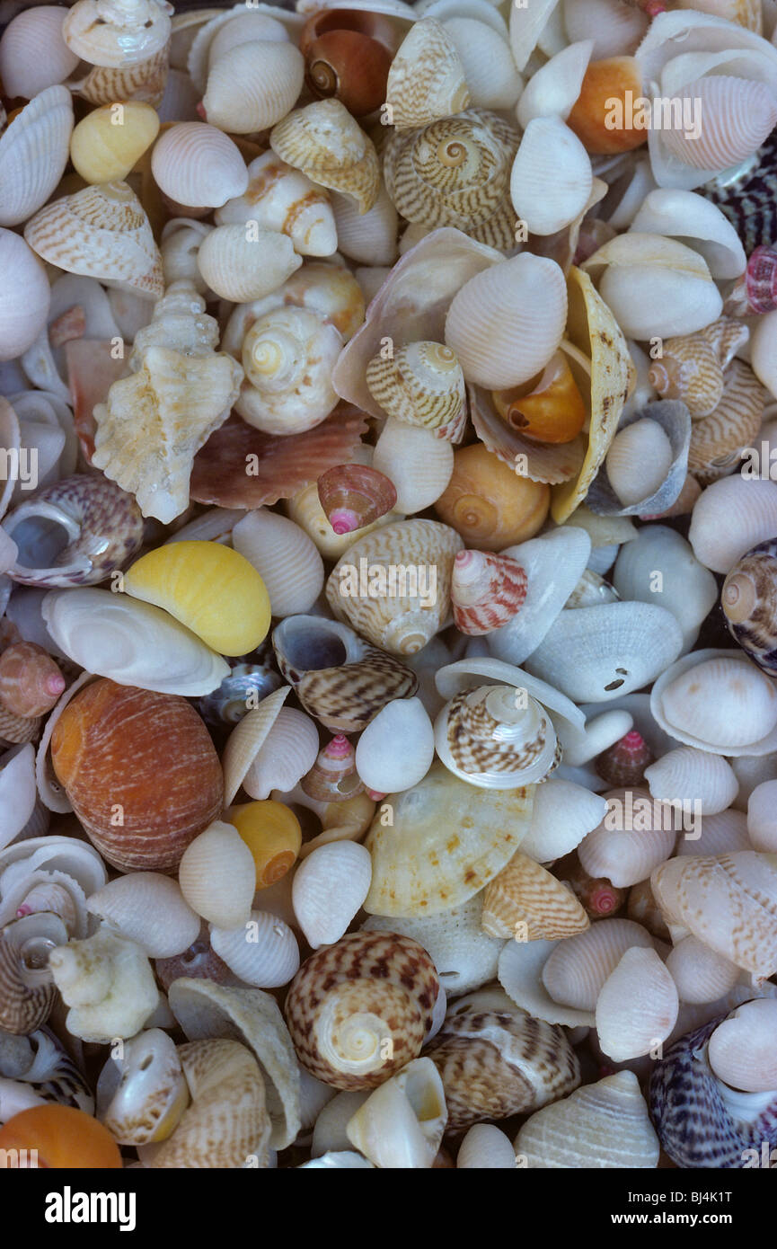 Variety of shells on Shell Beach, Herm, Channel Islands Stock Photo - Alamy
