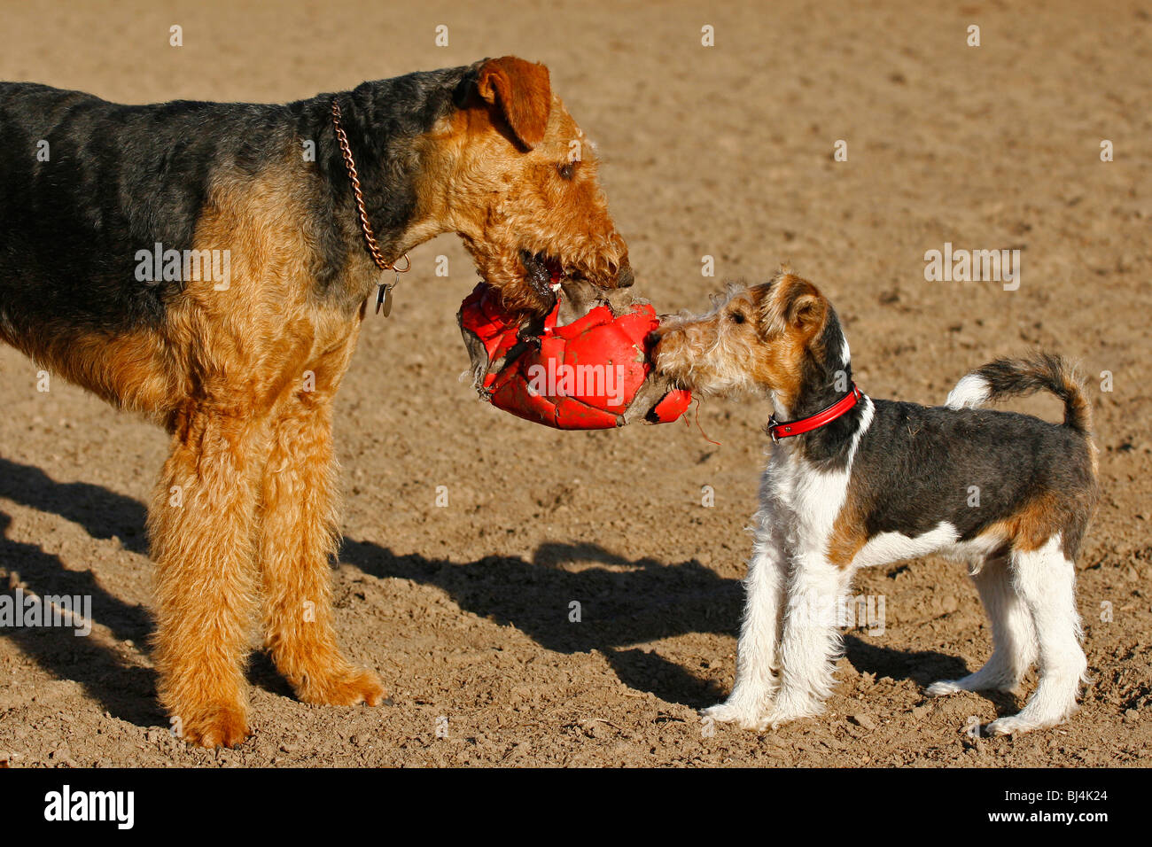 Dog with big balls hi-res stock photography and images - Alamy
