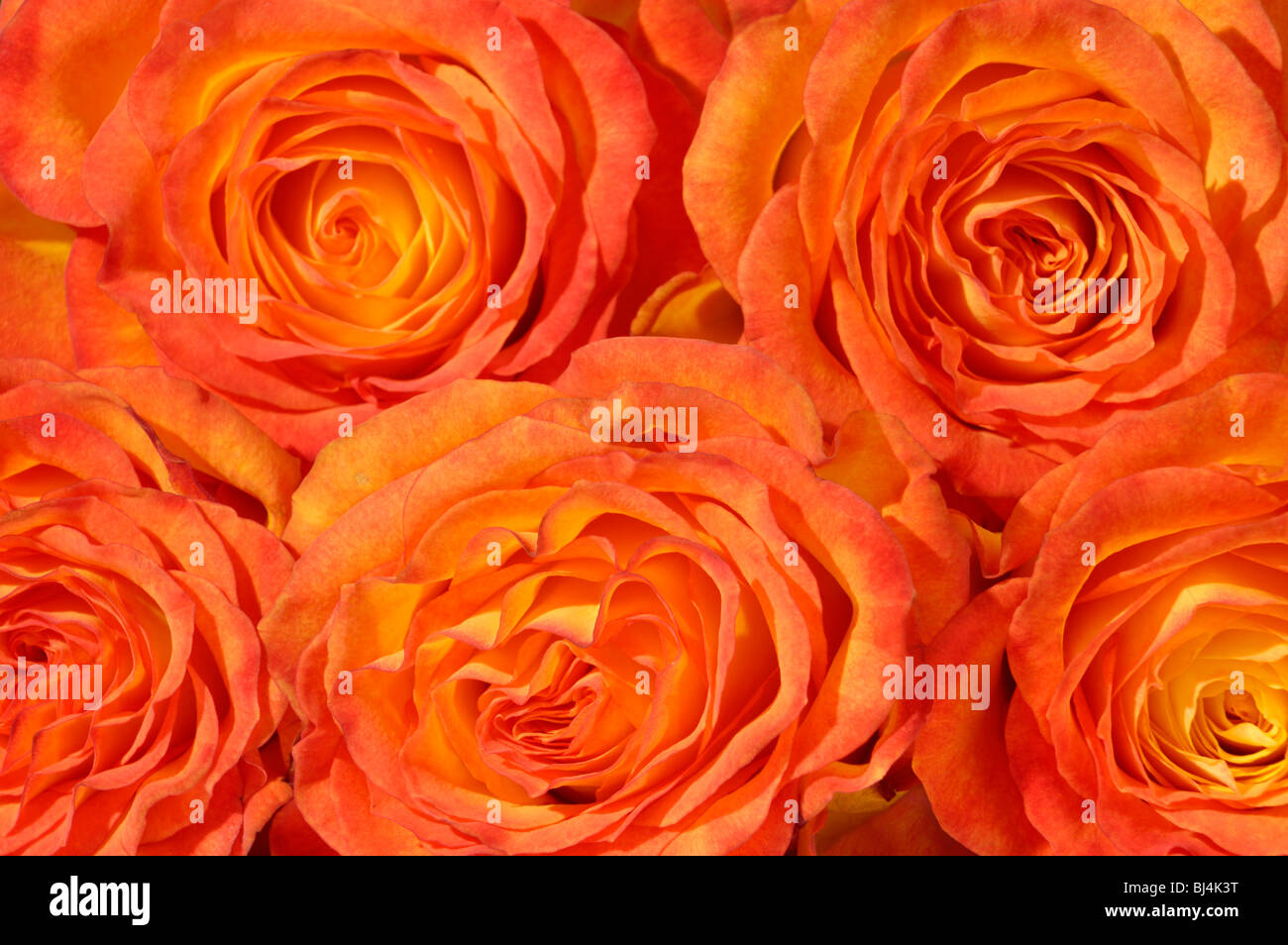 Bunch of orange roses closeup macro background Stock Photo - Alamy
