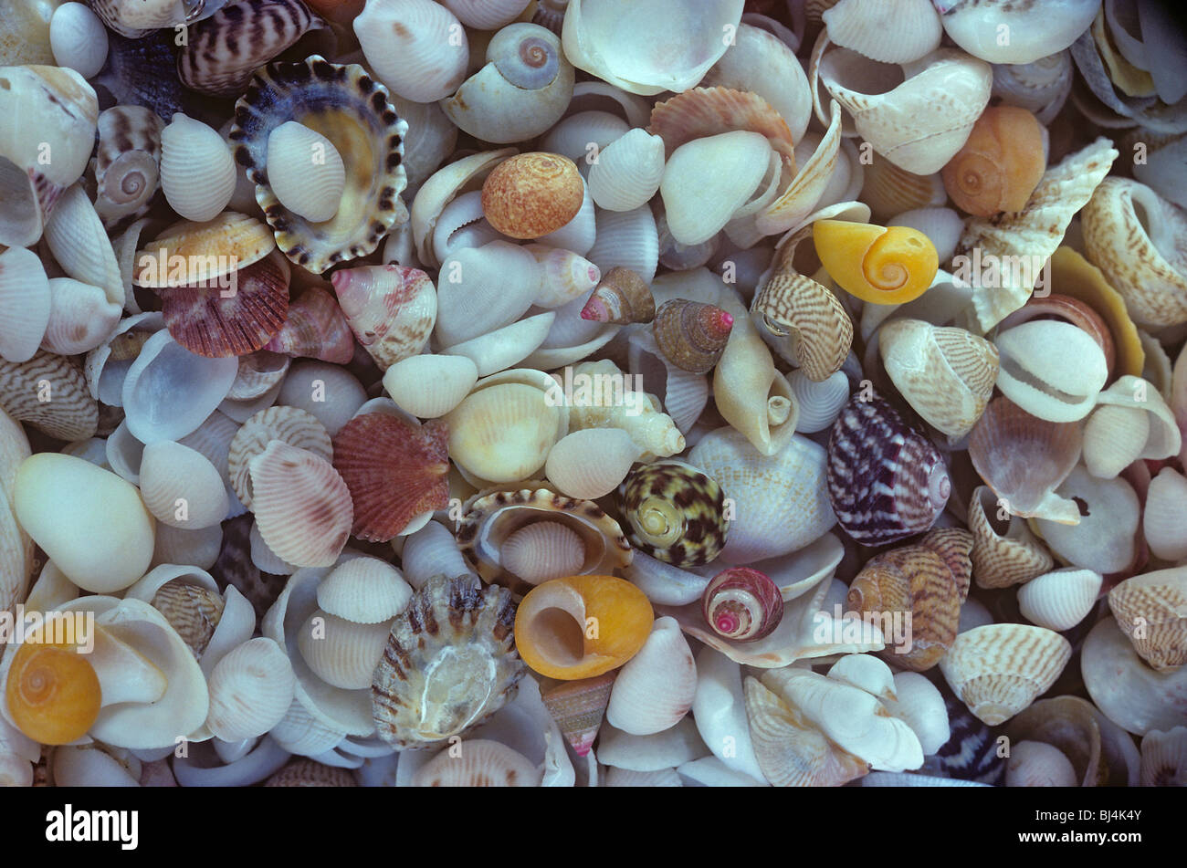 Variety of shells on Shell Beach, Herm, Channel Islands Stock Photo - Alamy