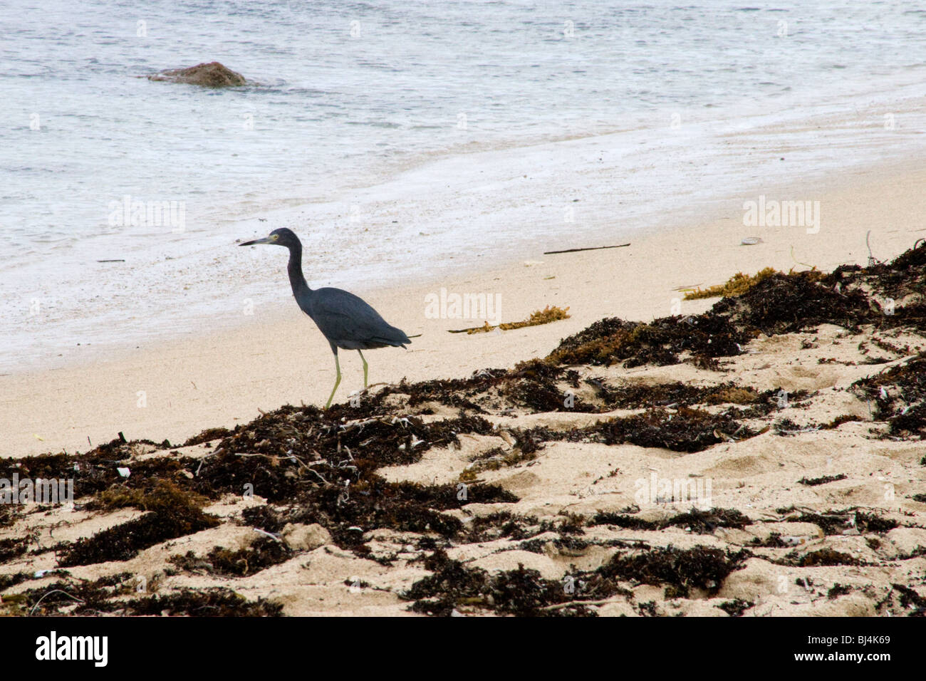 lone bird on beach in Cuba Stock Photo - Alamy