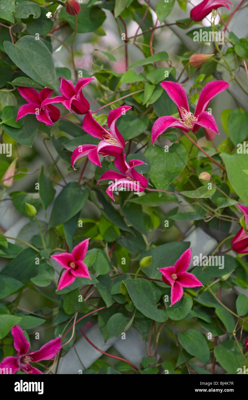 Clematis ‚Princess Diana‘: Clematis Texensis Princess – Sfostsee