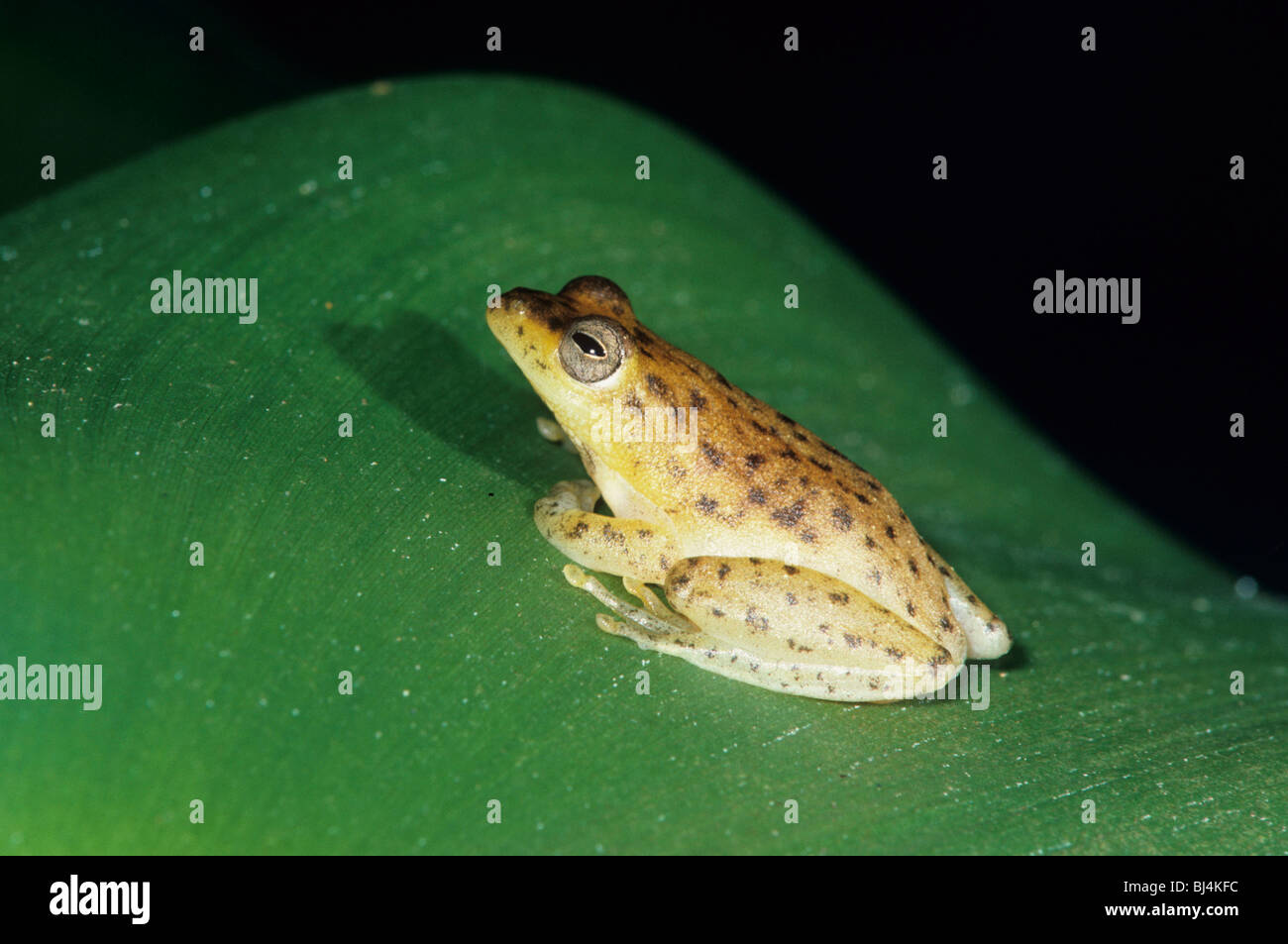 Reed Frog (Hyperolius argus), male, Malindi, Kenya, Africa Stock Photo ...