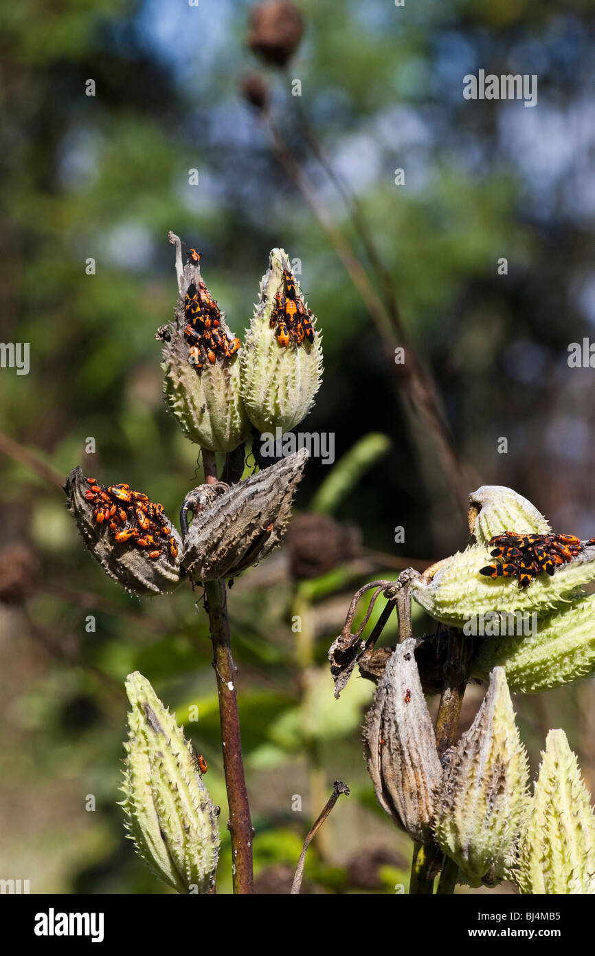 Oncopeltus fasciatus Bugs insect with nymphs on a Milkweed plant blur ...