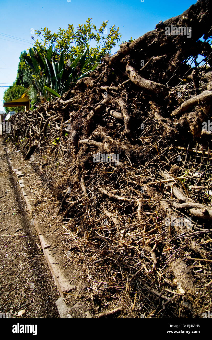The tangled roots of Algerian Ivy vine on a chain link fence illustrate ...