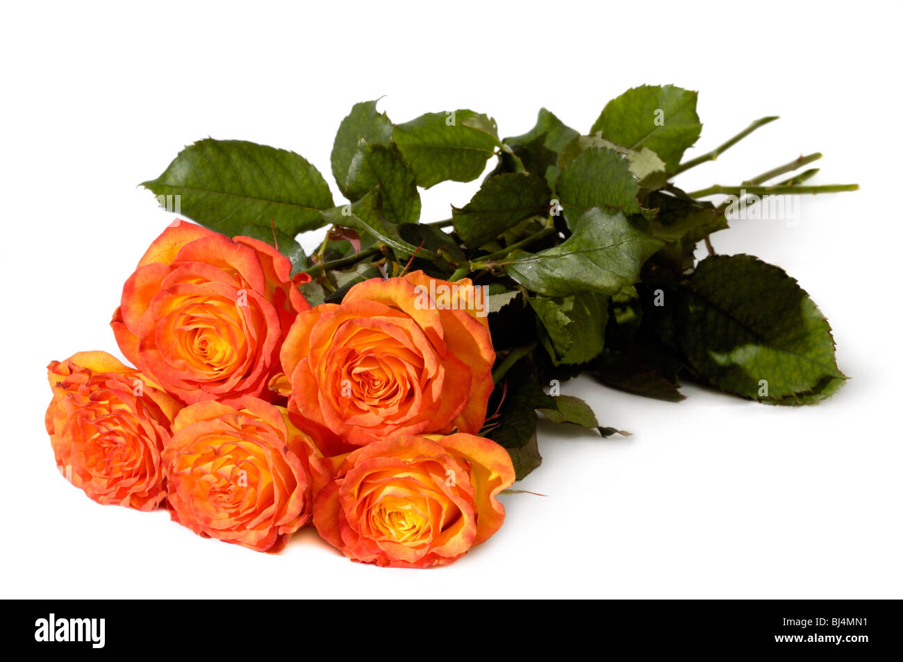 Bunch of orange roses isolated on white background Stock Photo - Alamy