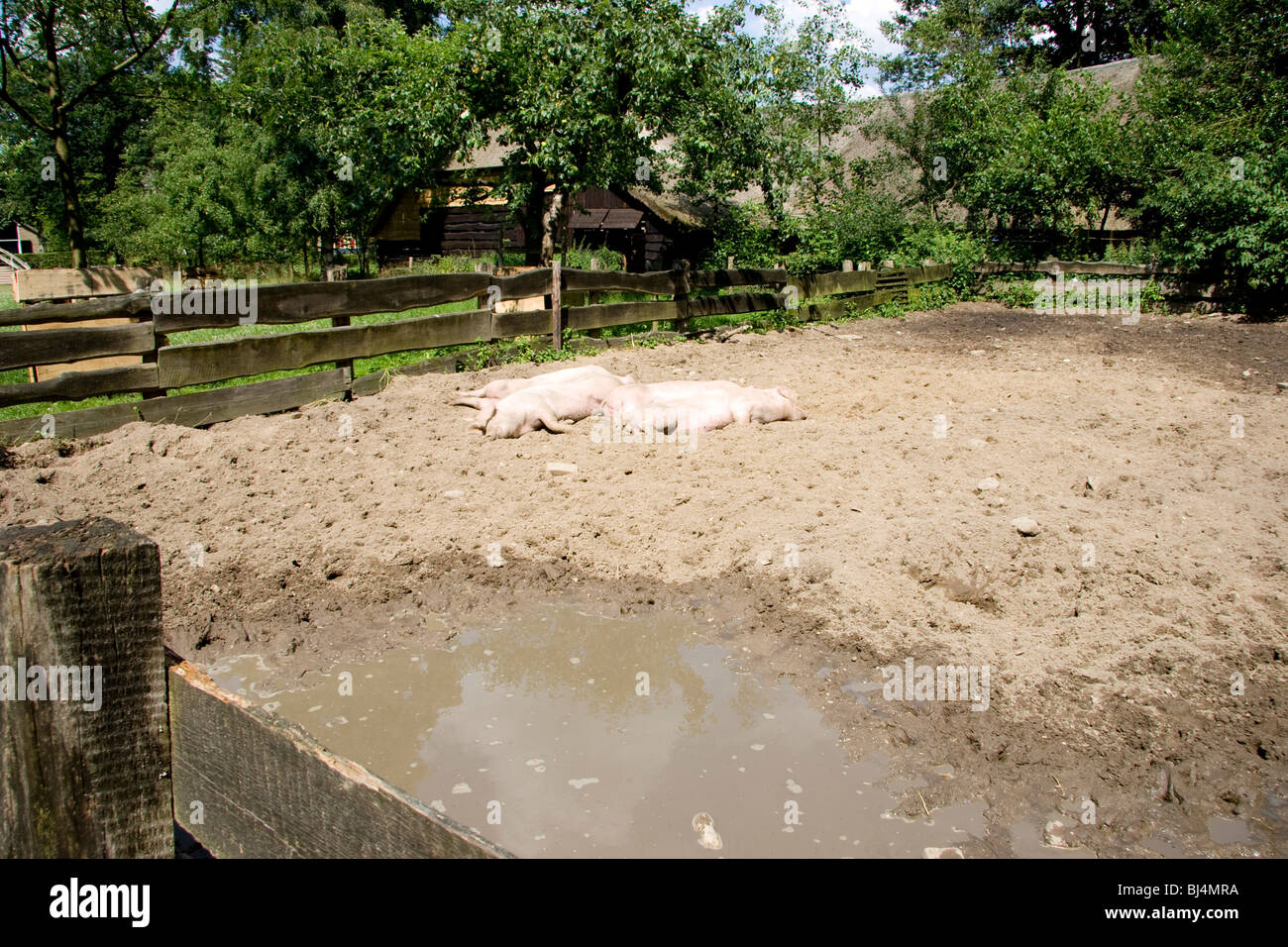 Pigs sleeping in a muddy farmyard Stock Photo - Alamy