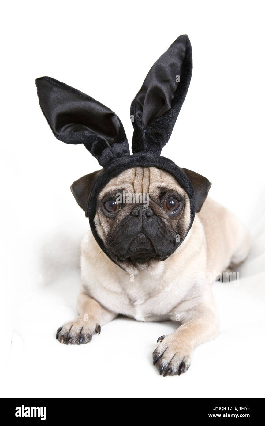 Young pug with black bunny ears Stock Photo - Alamy