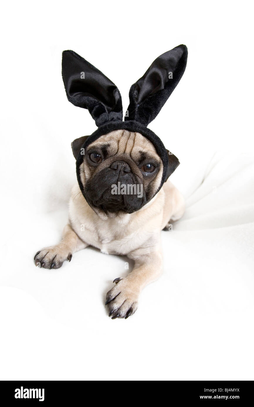 Young pug with black bunny ears Stock Photo - Alamy