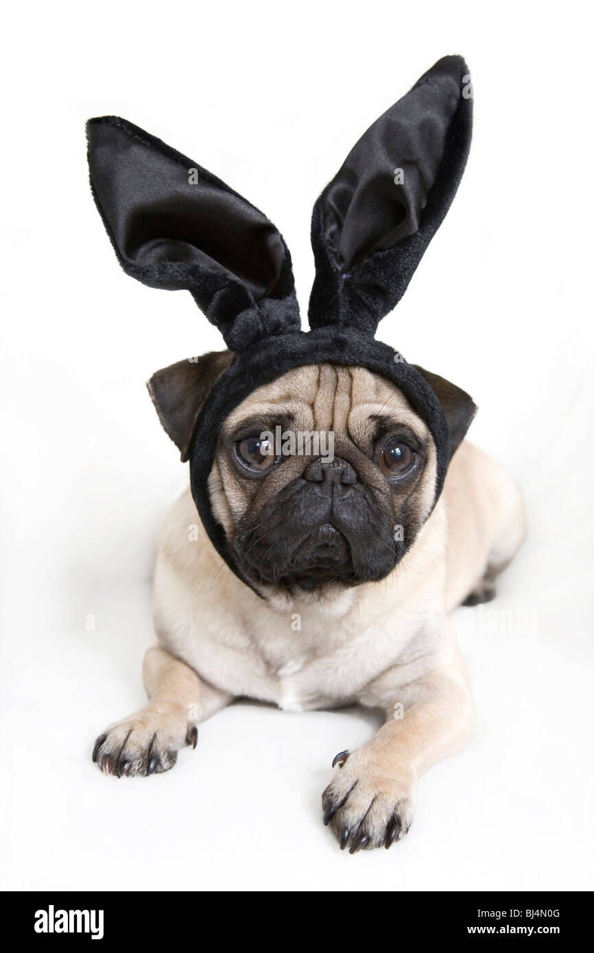 Bunny ears hi-res stock photography and images - Alamy