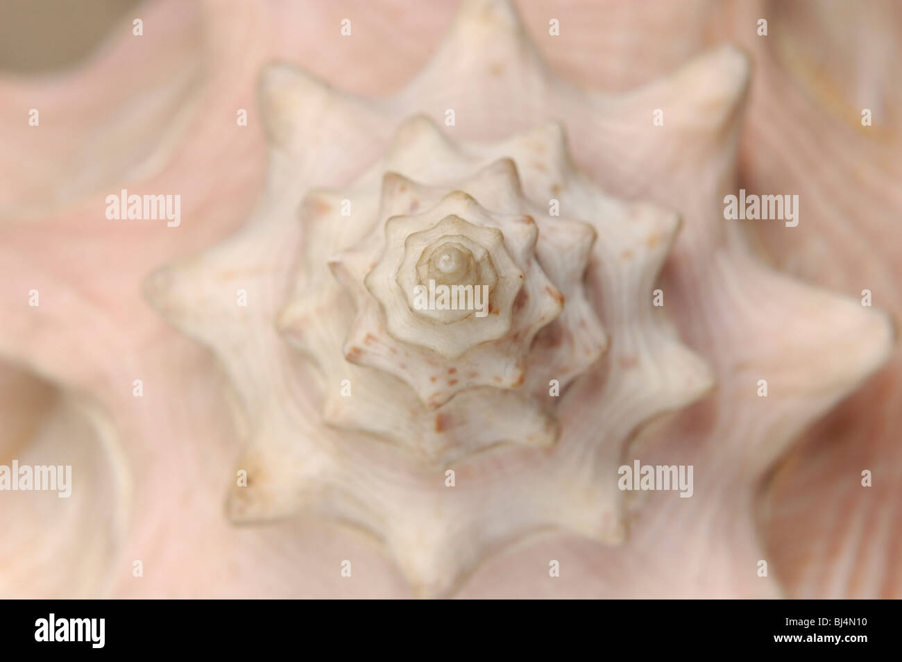 Cone shaped shell hi-res stock photography and images - Alamy