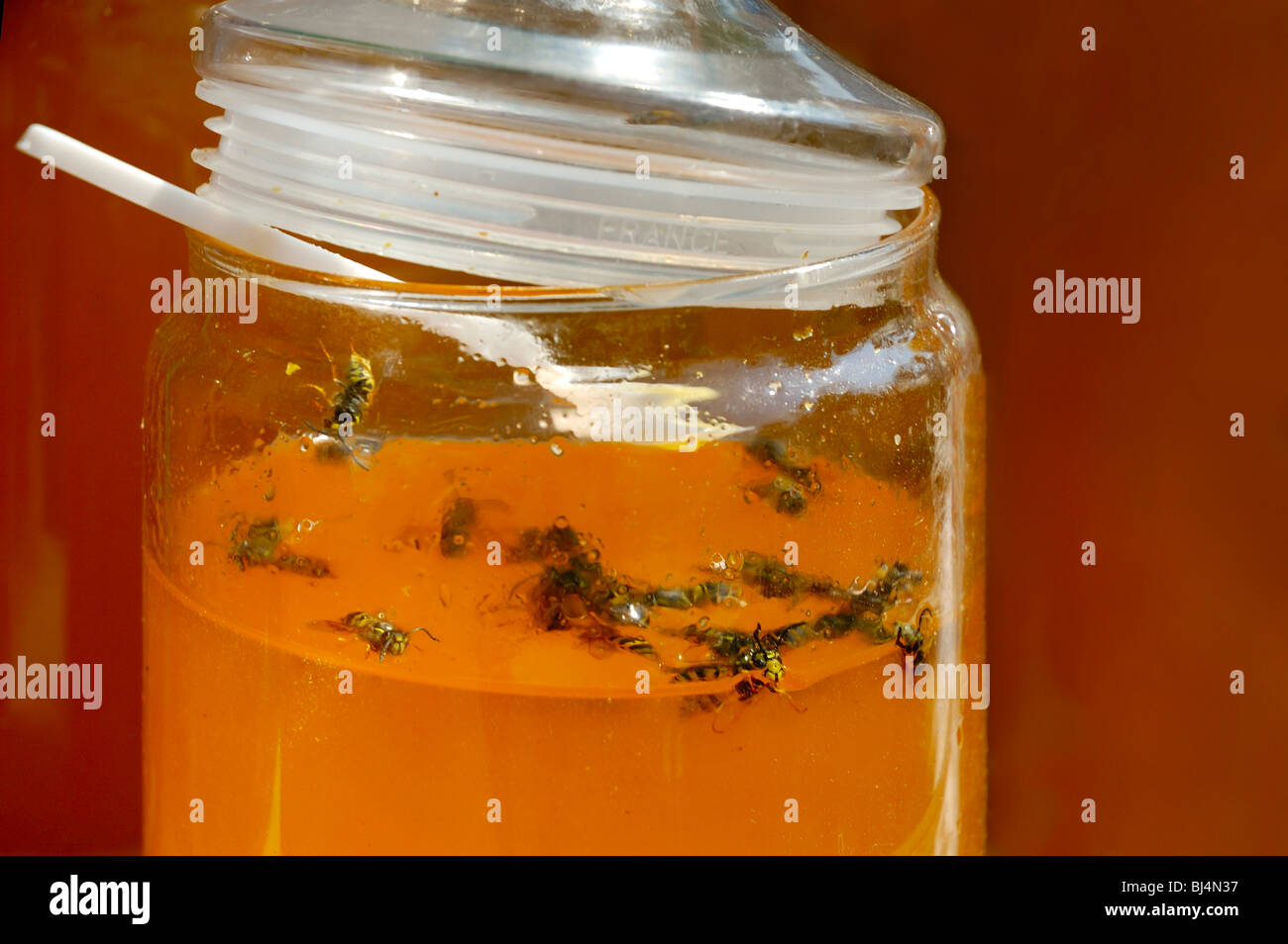 Honey trap hi-res stock photography and images - Alamy