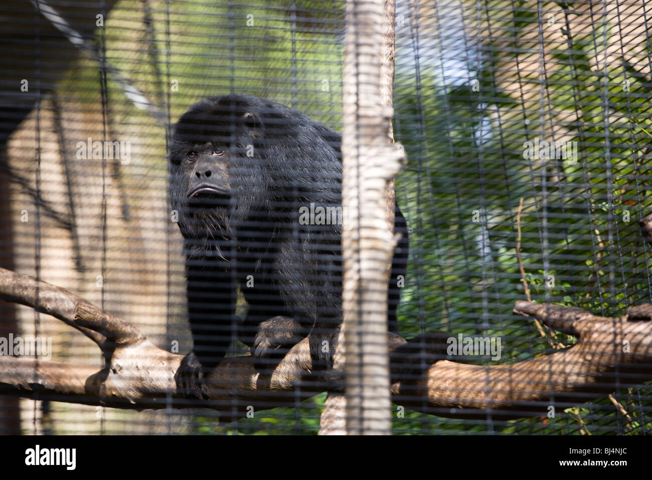 Howler Monkey, Alouatta, in zoo setting Stock Photo - Alamy