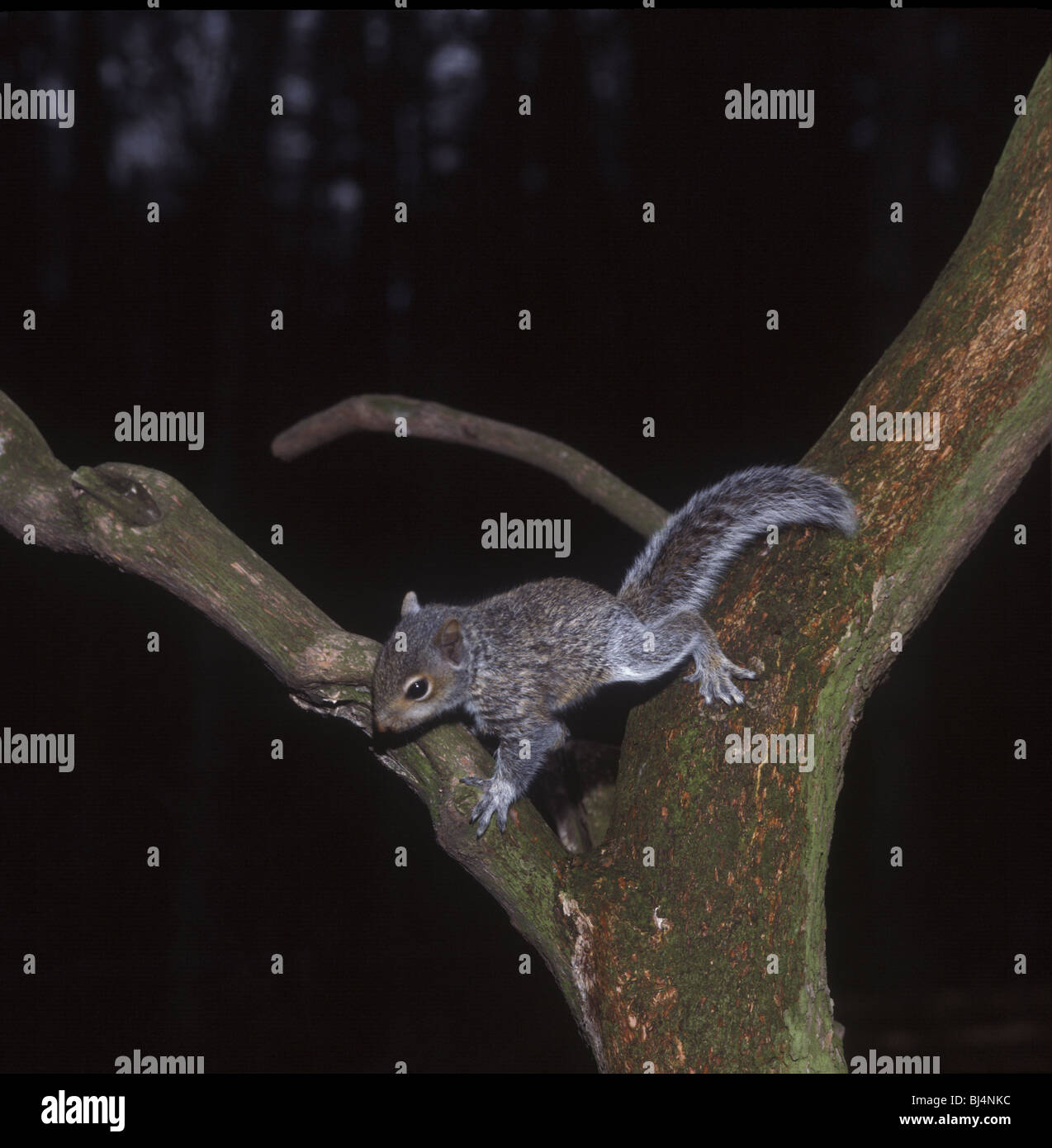 Juvenile Grey Squirrel High Resolution Stock Photography and Images - Alamy