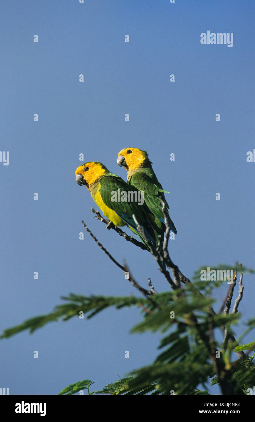 Sun Parakeet (Aratinga solstitialis) two perched on tip of branch ...