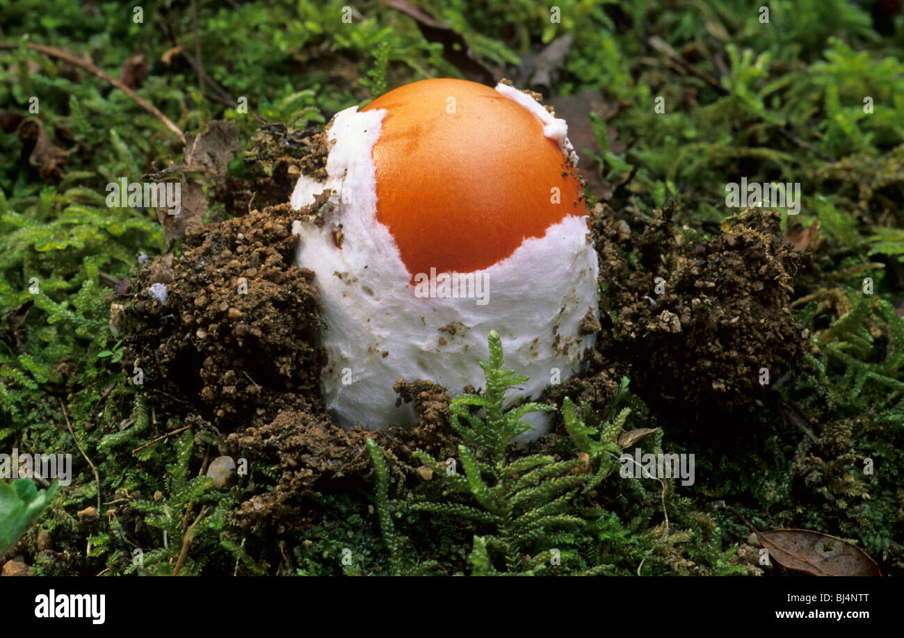 Caesar's Mushroom (Amanita caesarea) emerging fruiting body, Spain ...