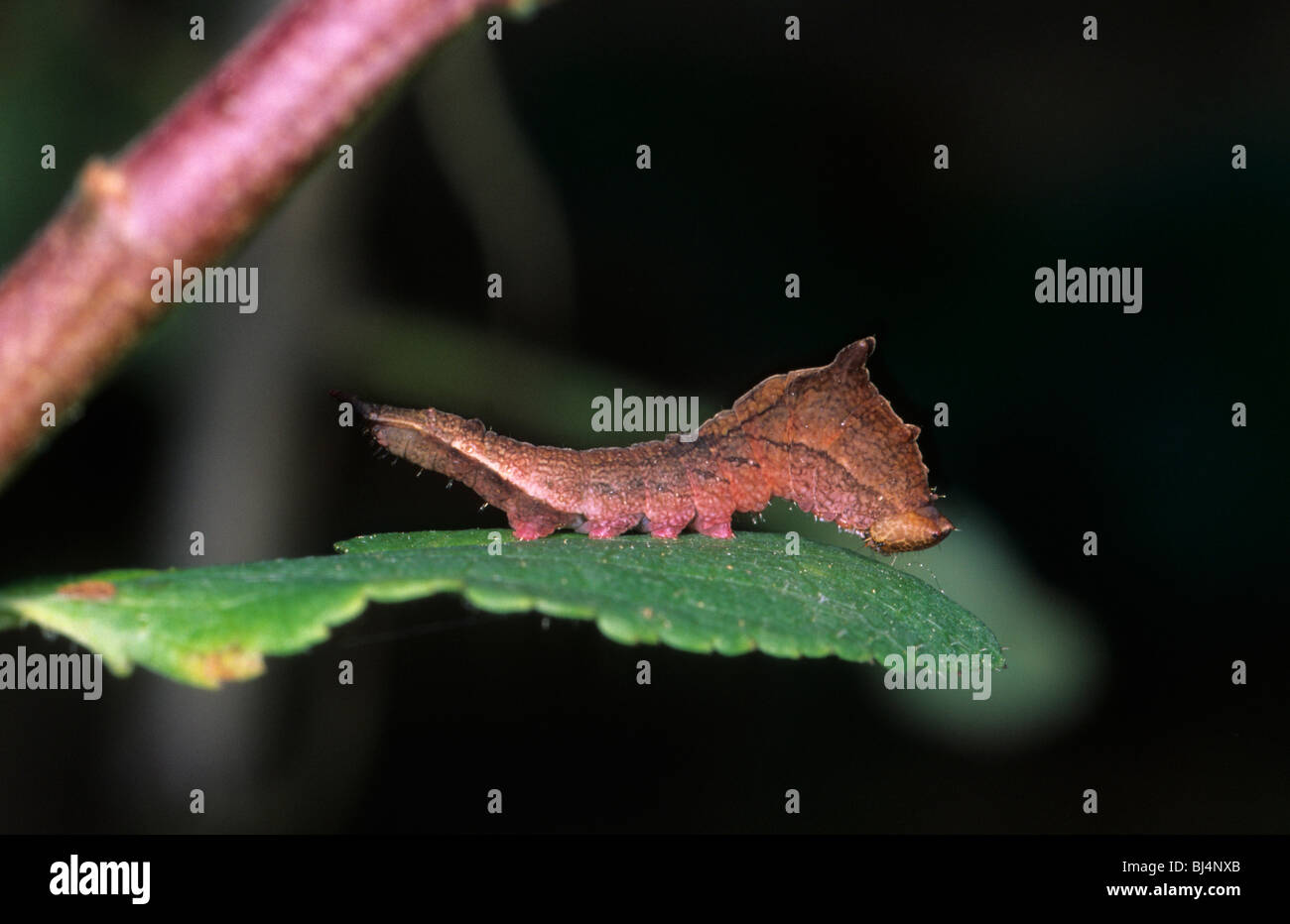 Chinese Character (Cilix glaucata), larva Stock Photo - Alamy