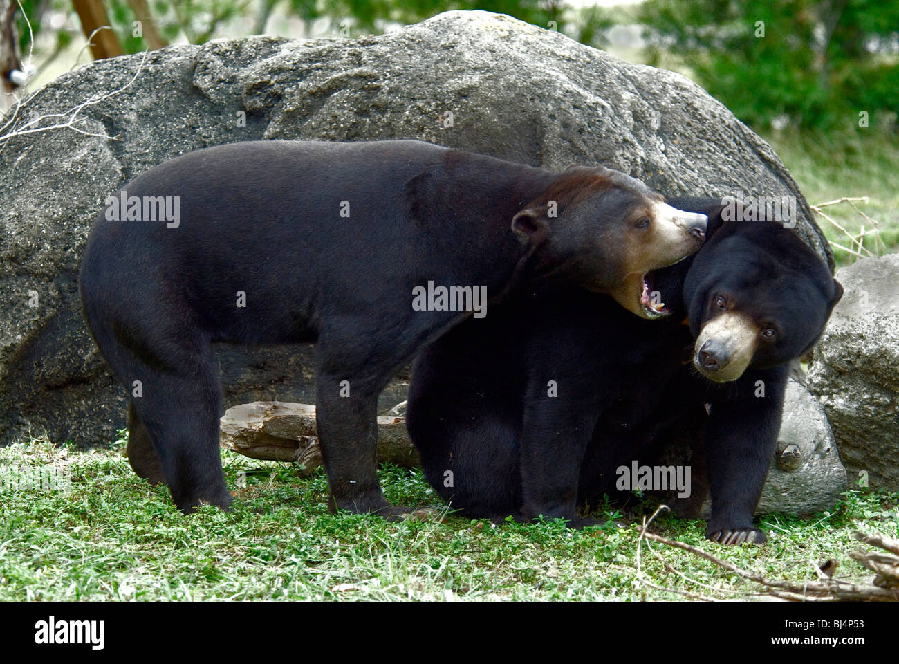 Sun Bear (Helarctos malayanus) two adults, play-fighting Stock Photo ...