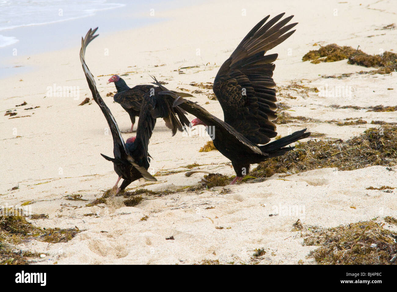 scavenging birds on tropical beach, Cuba Stock Photo - Alamy