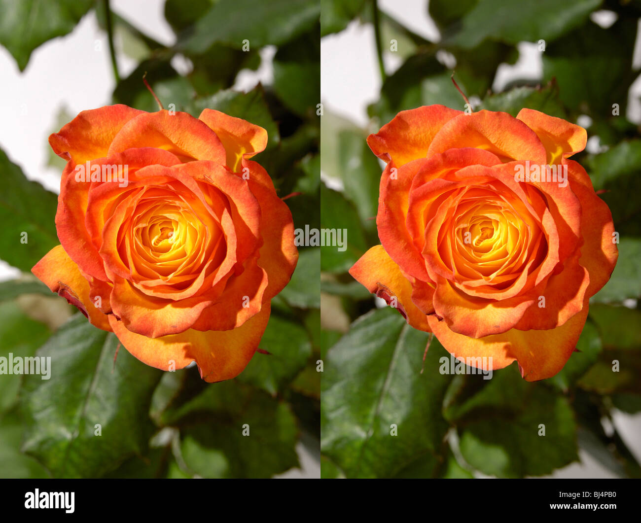 Orange rose top view closeup Stereo photo Stock Photo - Alamy