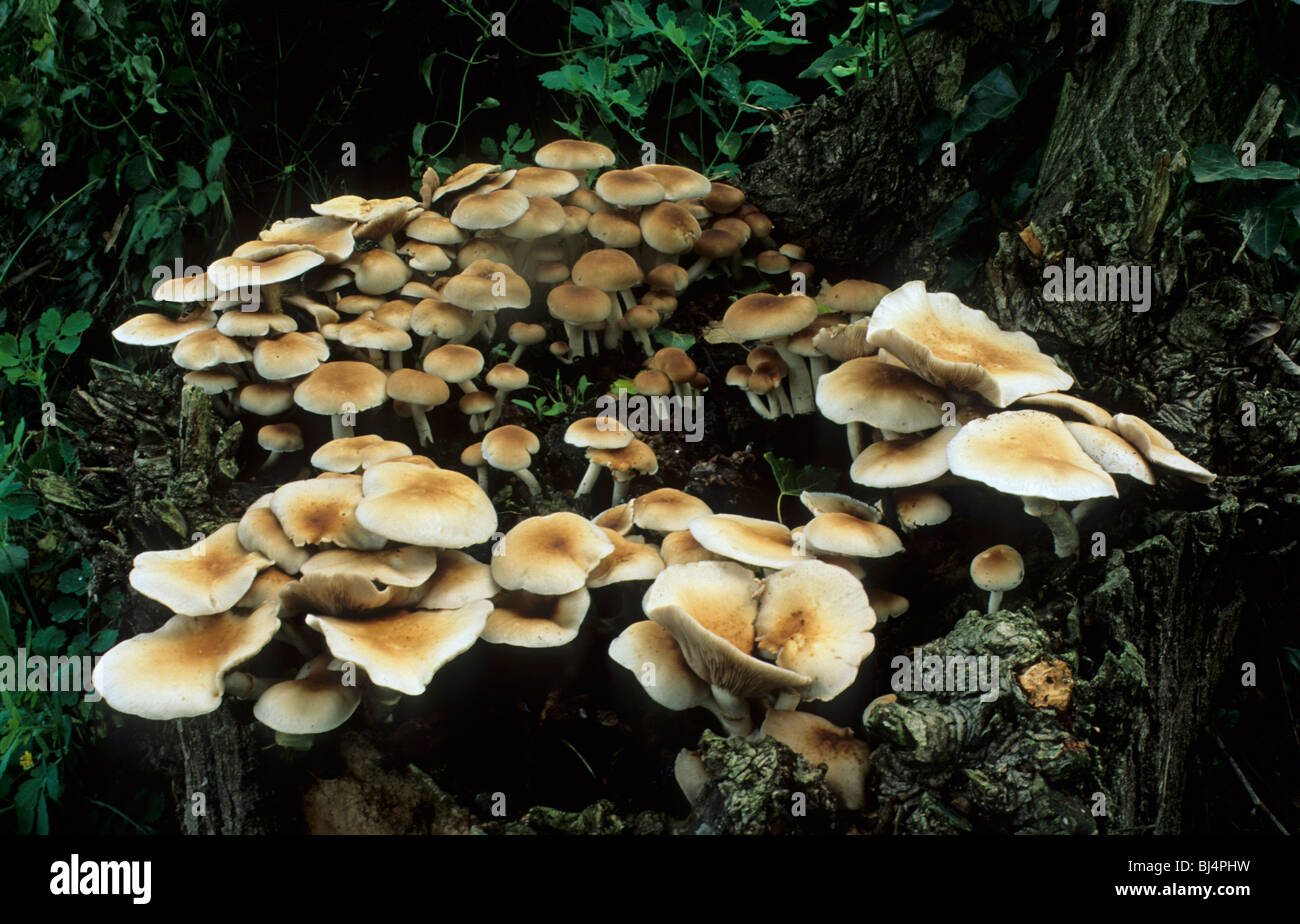 Fungi (Agrocybe cylindraea) fruiting bodies, growing in tree hollow ...