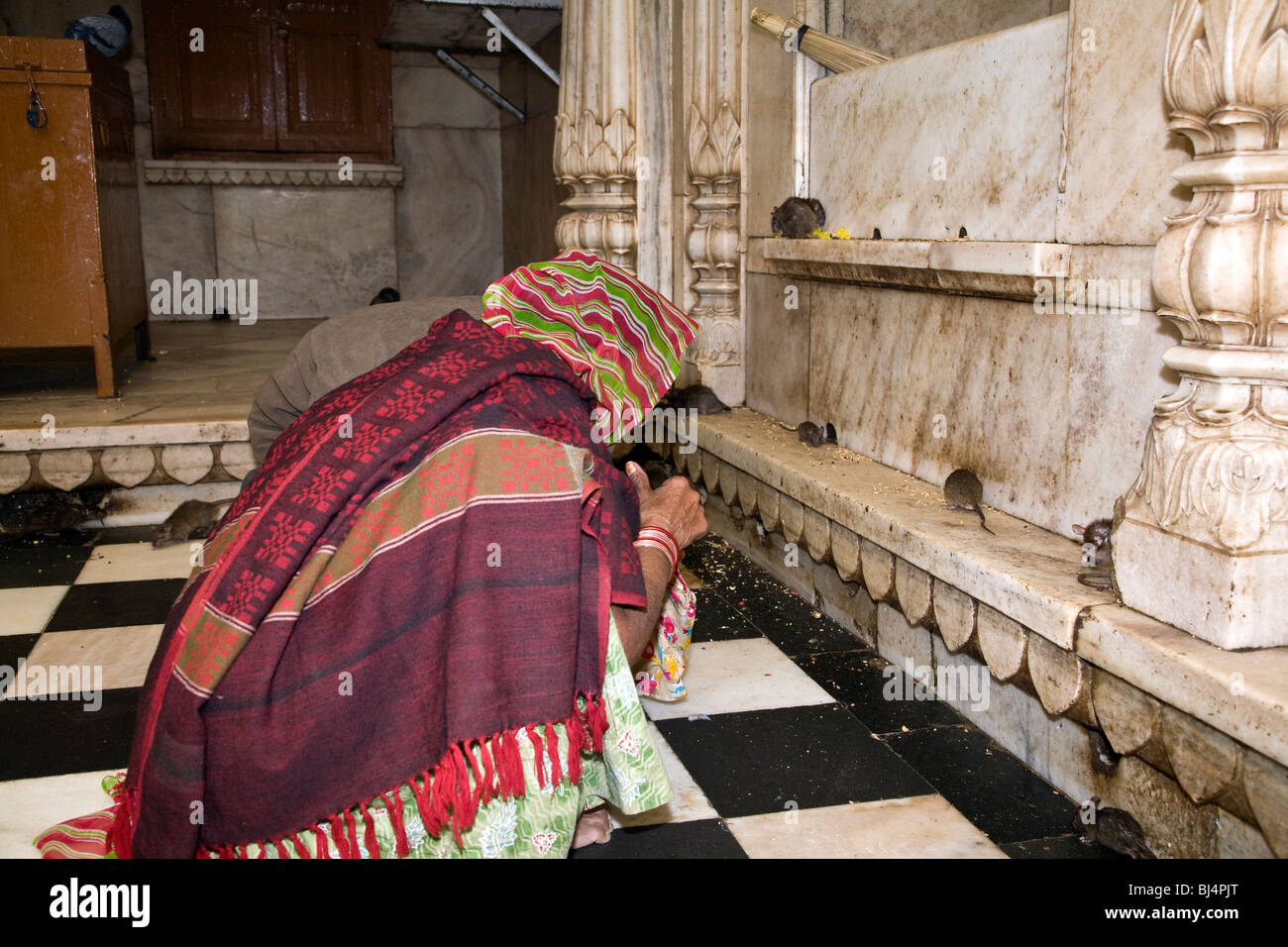 Woman worshiping the holy rats. Karni Mata Temple (Rats Temple ...