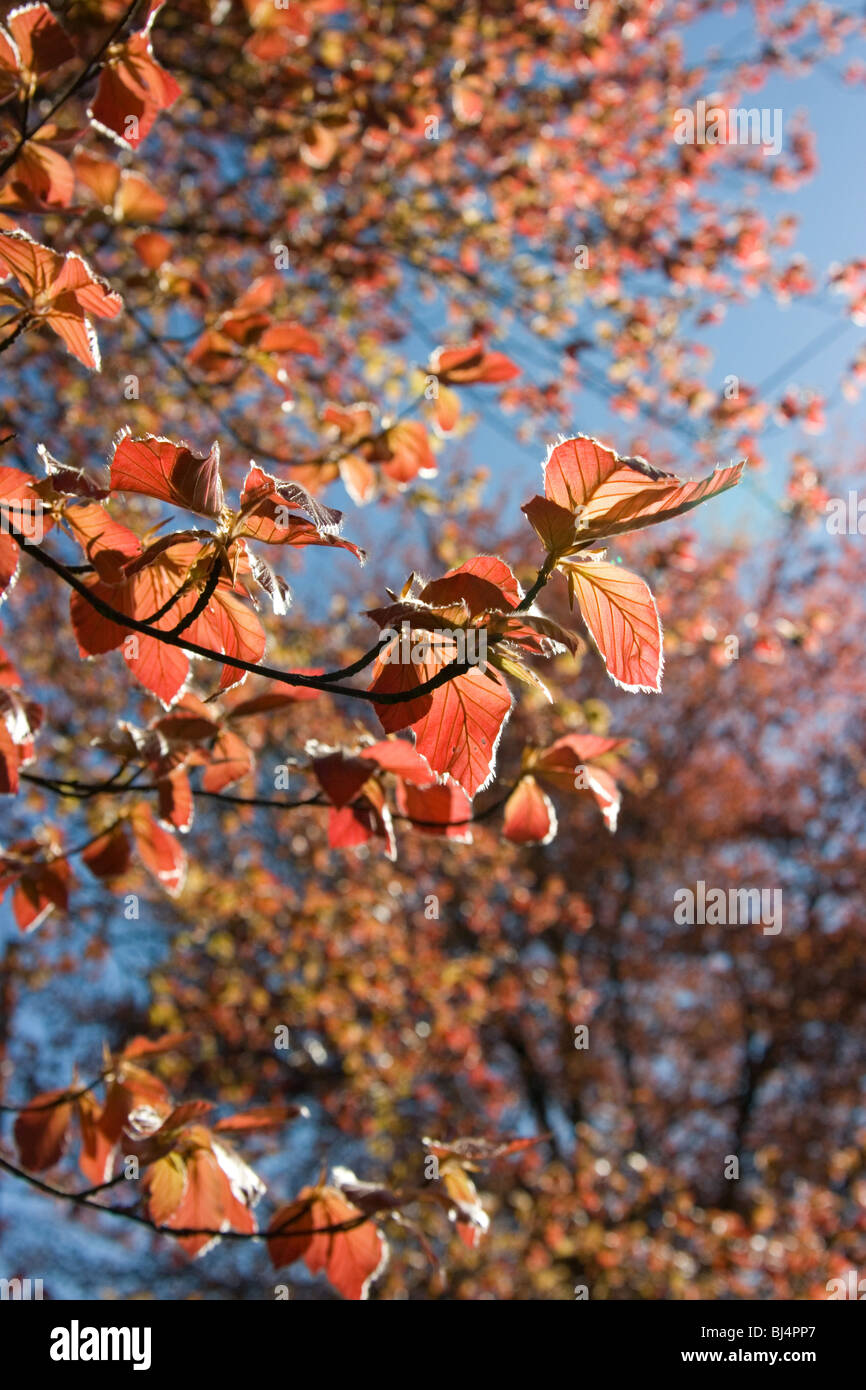Copper beech tree hi-res stock photography and images - Alamy