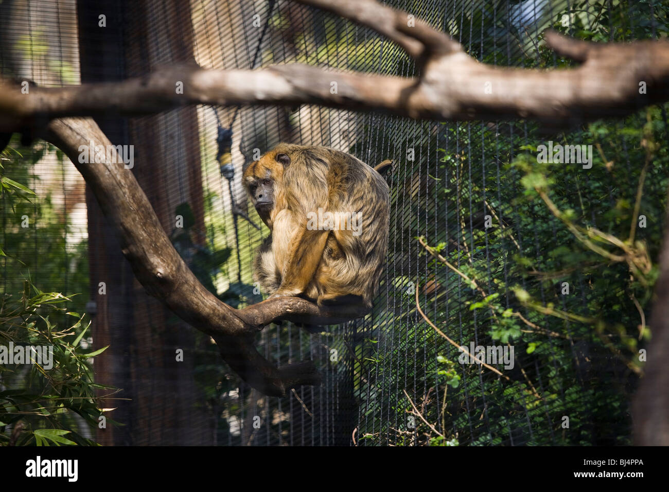 Young Howler Monkey, Alouatta, in zoo setting Stock Photo - Alamy