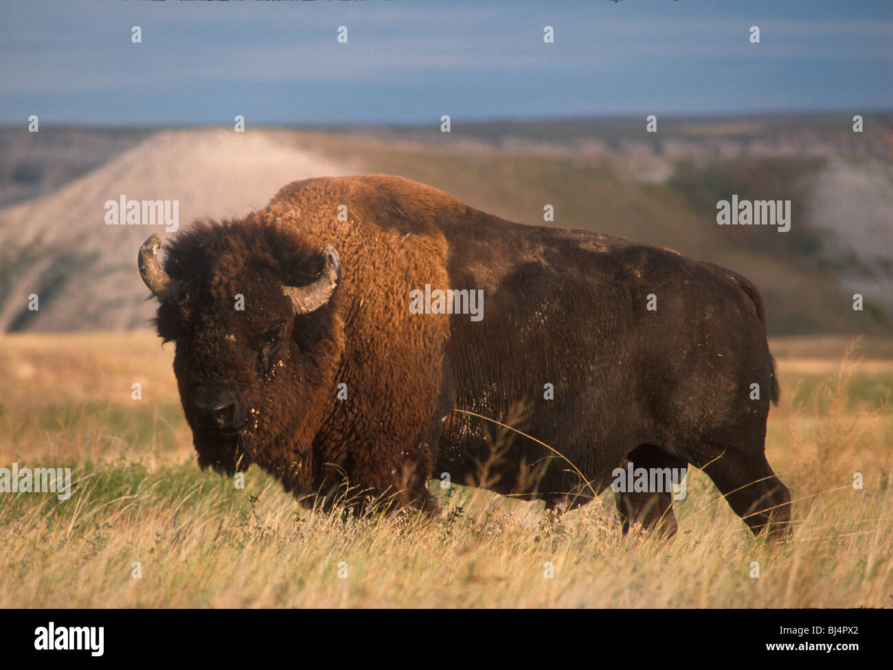 North American Bison (Bison bison), Badlands National Park, South ...