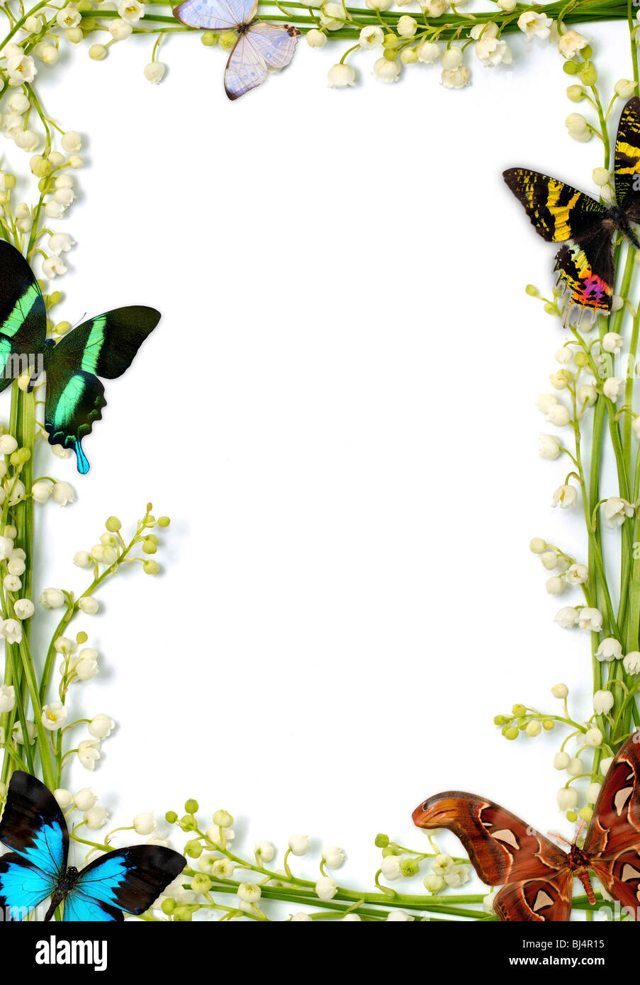 Framed butterflies hi-res stock photography and images - Alamy