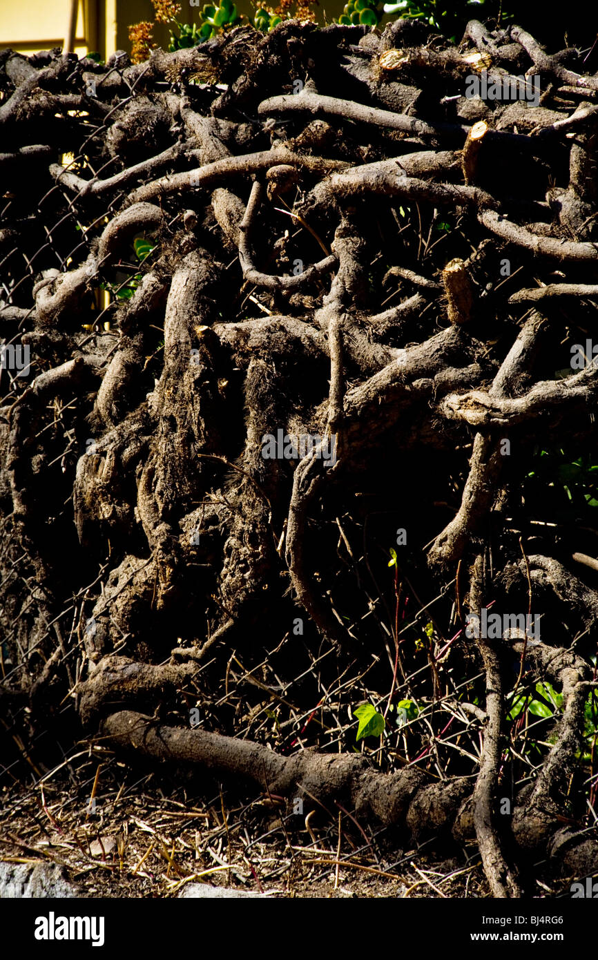 The tangled roots of Algerian Ivy vine on a chain link fence illustrate ...
