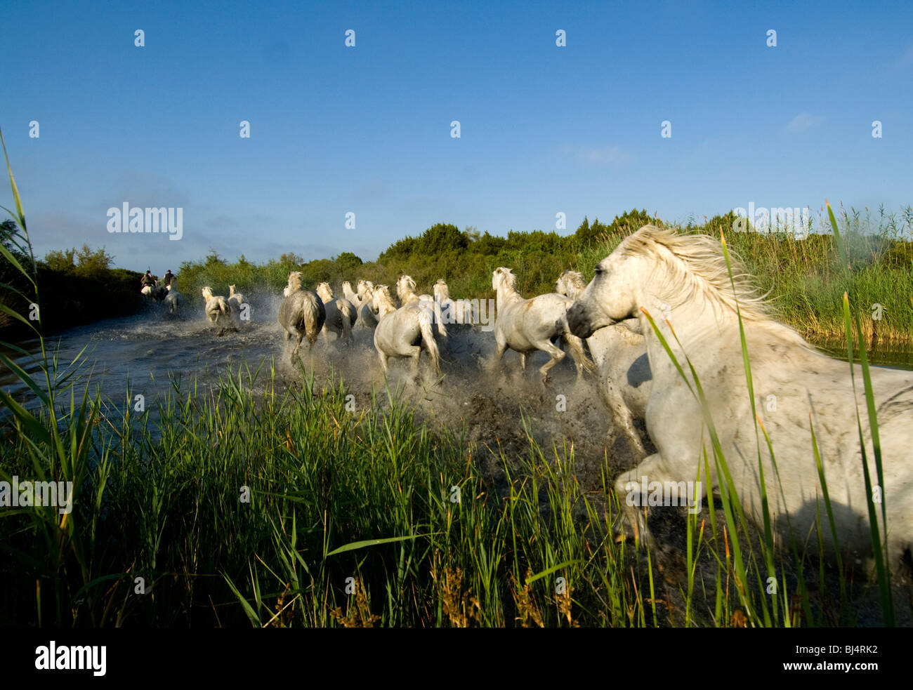 White Horses Of The Camargue High Resolution Stock Photography and ...
