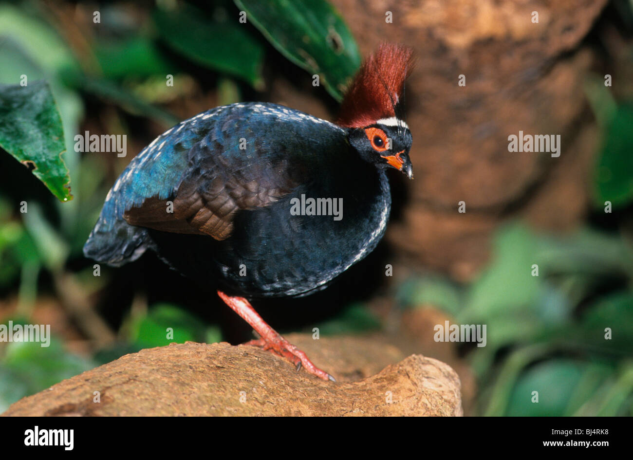 Crested Partridge (Rollulus roulroul) standing on rock, Borneo Stock ...