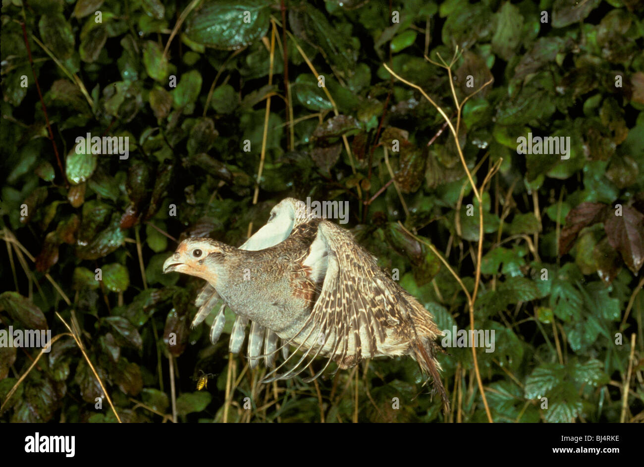 Partridge in flight hi-res stock photography and images - Alamy