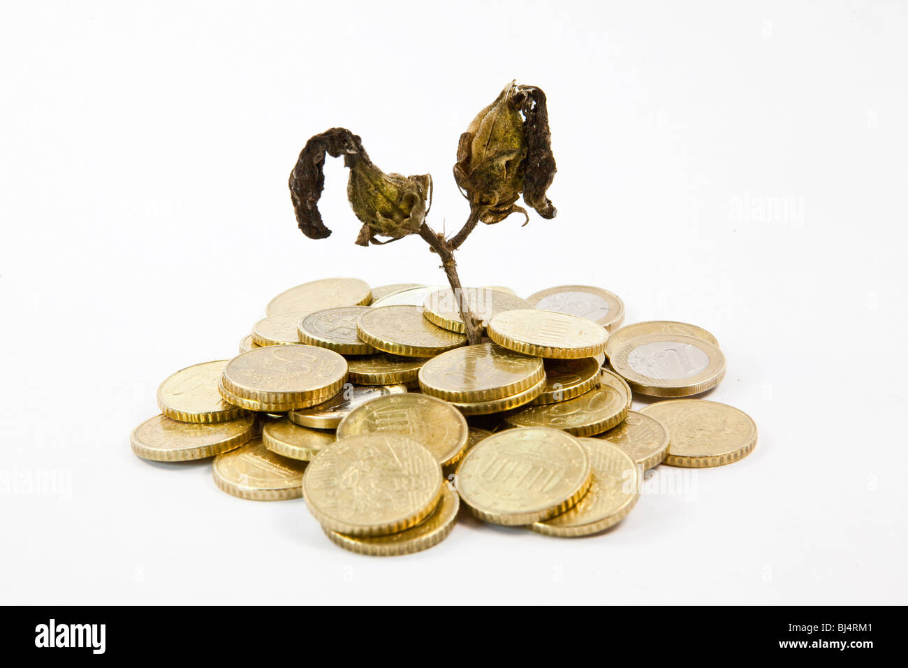 Withered plant, coins, symbolic image for failed investments, no return ...