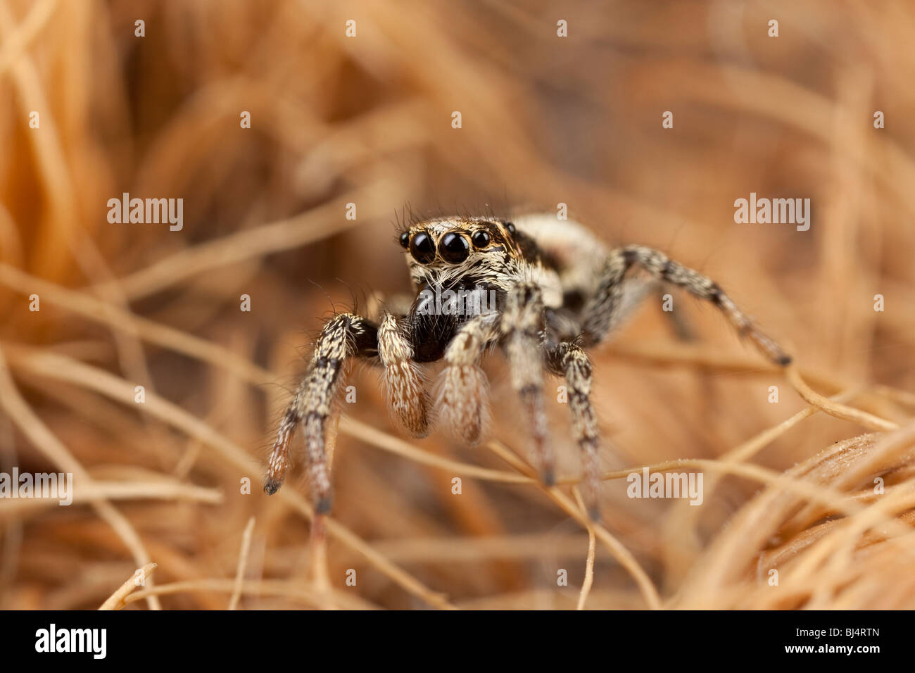 A jumping spider on a carpet Stock Photo - Alamy