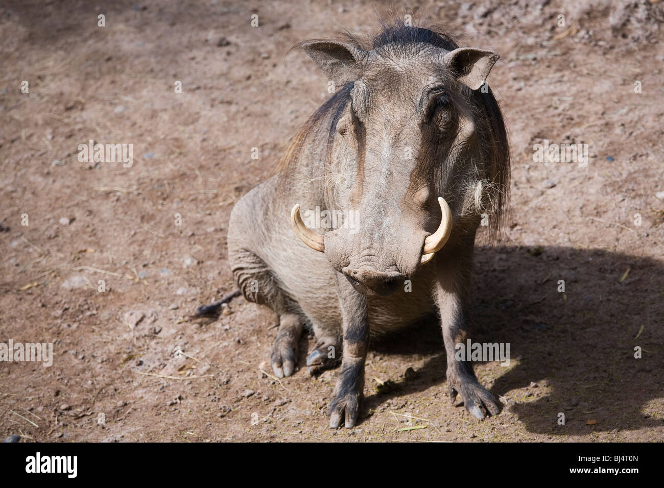 Warthog, Phacochoerus aethiopicus, in zoo setting Stock Photo - Alamy
