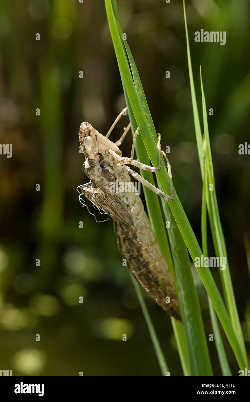 Empty hawker, Aeshna, dragonfly shuck after dargonfly emerged Stock ...