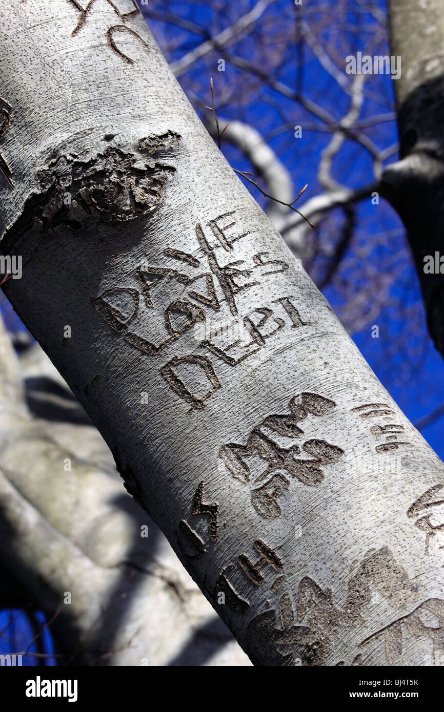 Carvings in tree branch, Long Island, NY Stock Photo - Alamy