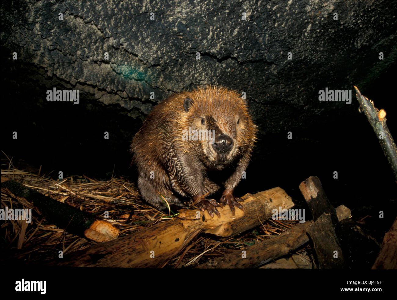 Beaver (Castor canadensis) with front feet on piece of wood Stock Photo ...