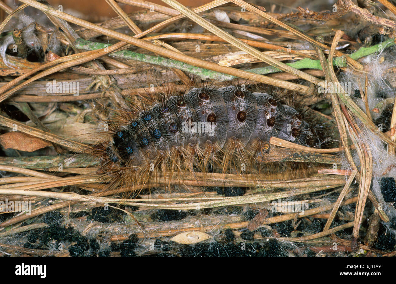 Gypsy Moth (Lymantria dispar), larva Stock Photo - Alamy