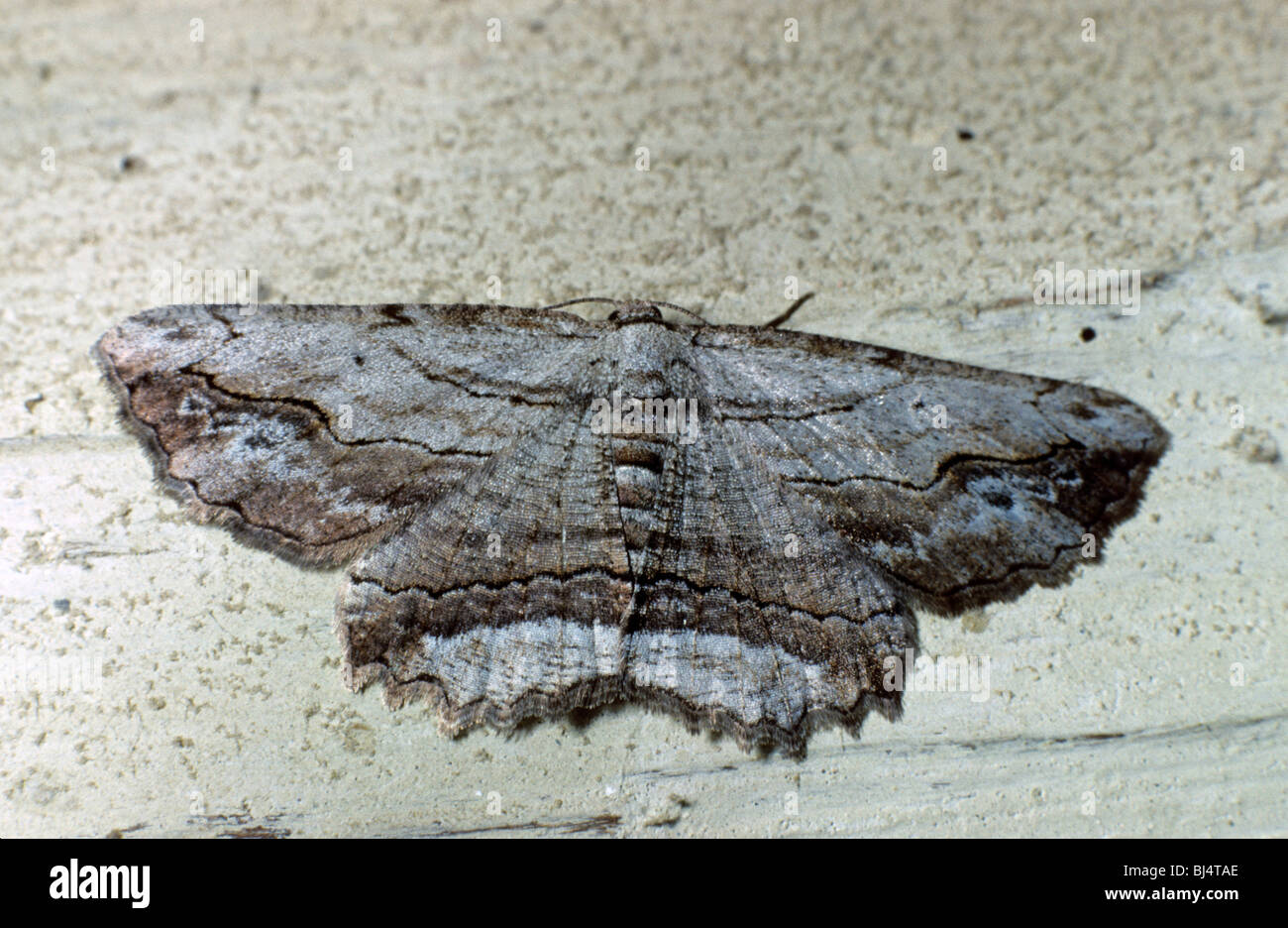 Waved Umber Moth (Menophra abruptaria), adult Stock Photo - Alamy