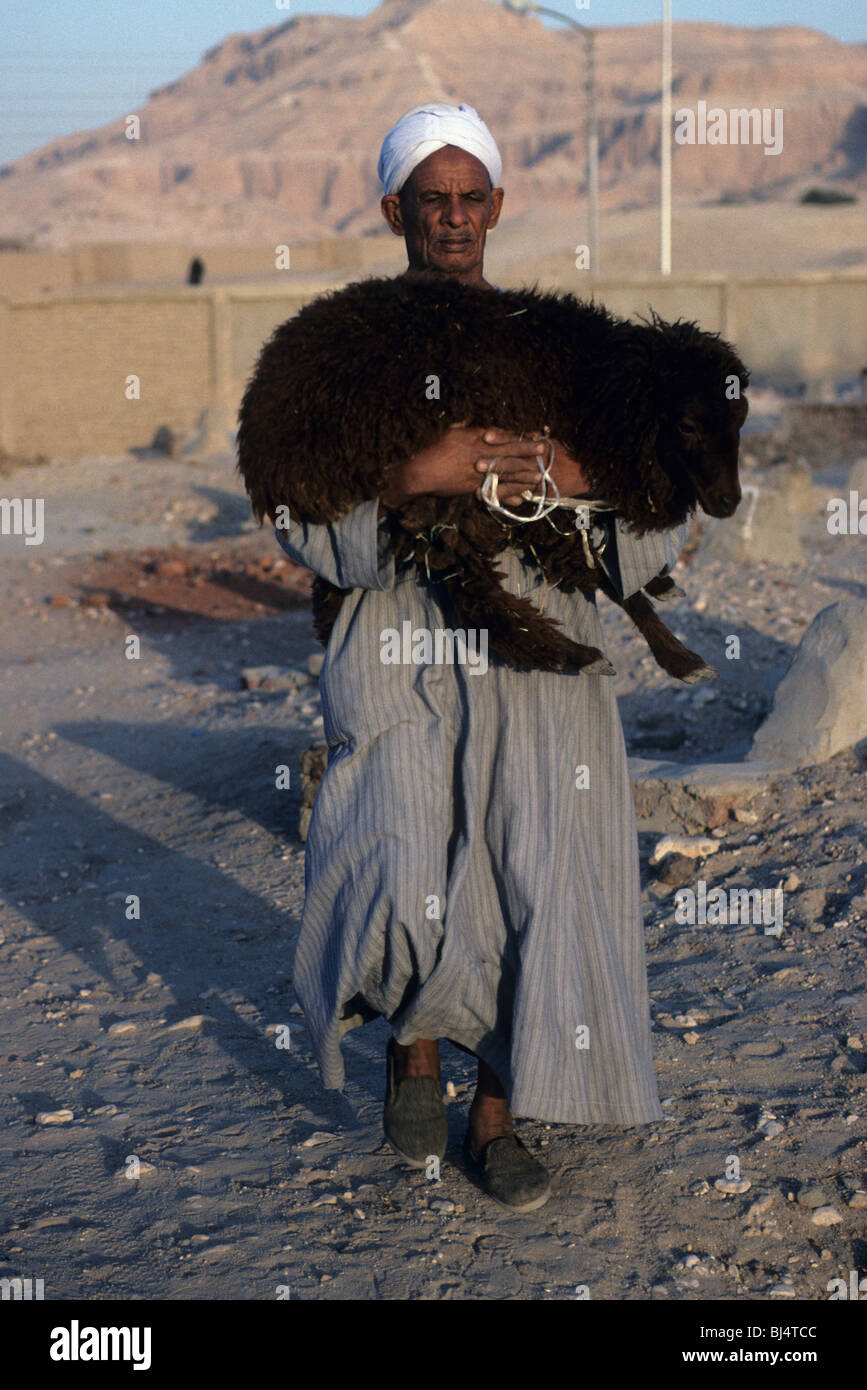 Man carrying a sheep hi-res stock photography and images - Alamy