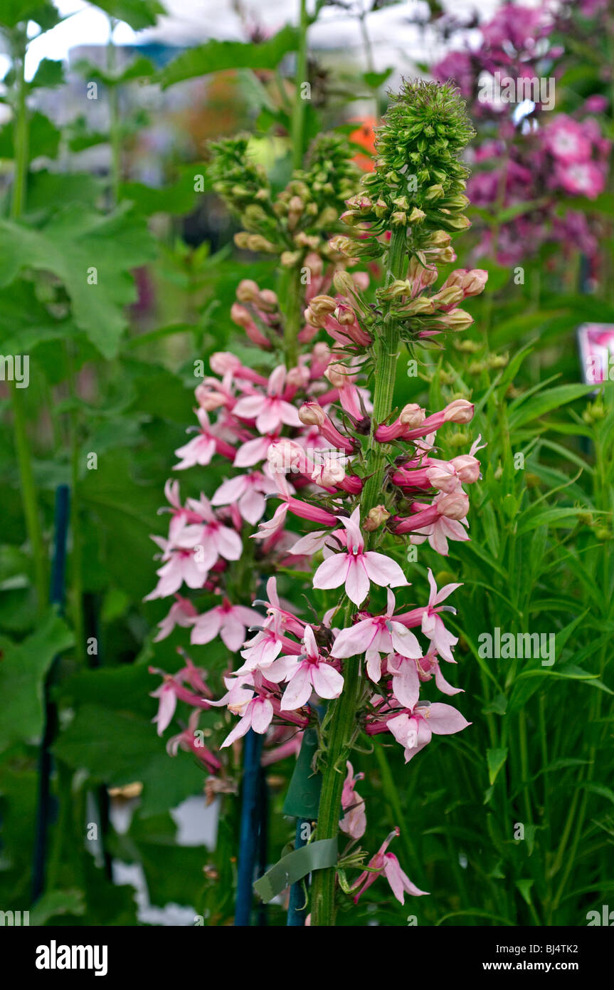 Lobelia speciosa hi-res stock photography and images - Alamy