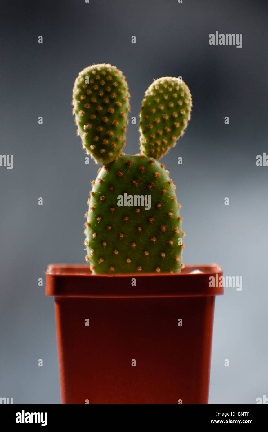 Comical cactus hi-res stock photography and images - Alamy