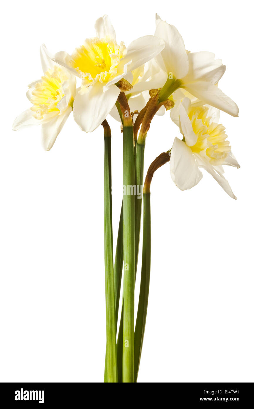 White Spring Daffodil Flower Bunch Isolated on White Background Stock ...